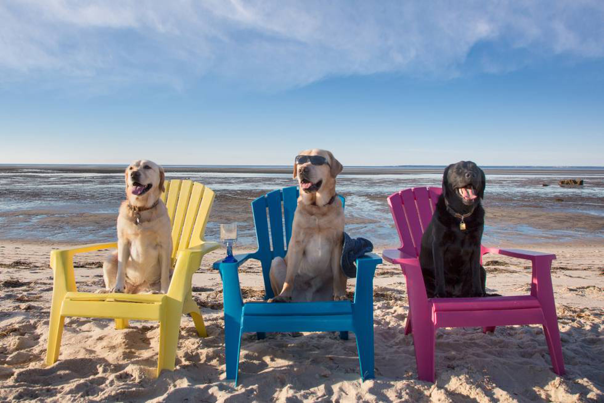 Las 10 mejores playas para perros en España
